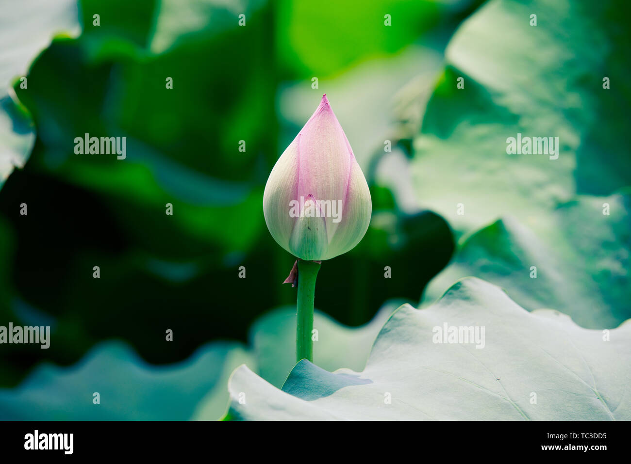 Summer lotus in foreign countries hi-res stock photography and images ...