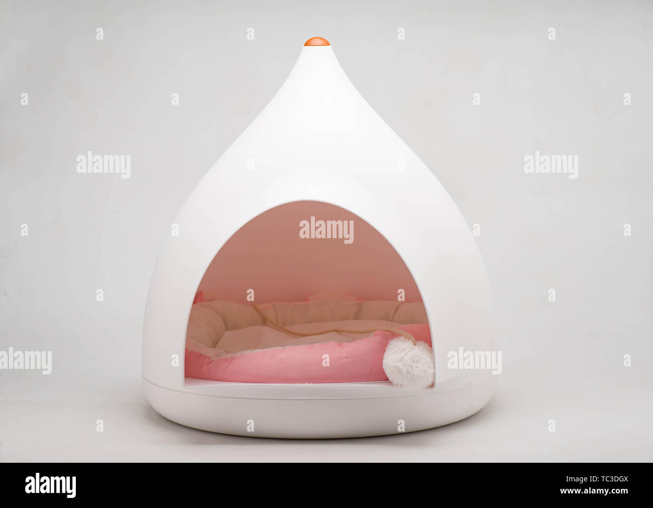 cat, pet, cat, animal, sprouting Stock Photo - Alamy