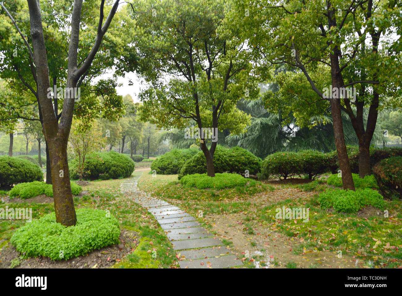 The park's forest path Stock Photo - Alamy