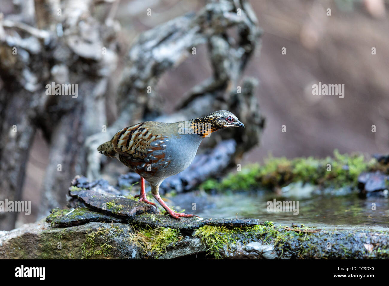Flying Partridge High Resolution Stock Photography and Images - Alamy