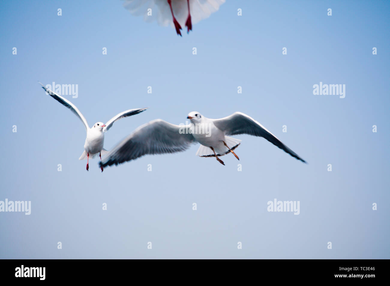 Red ridge dam hi-res stock photography and images - Alamy