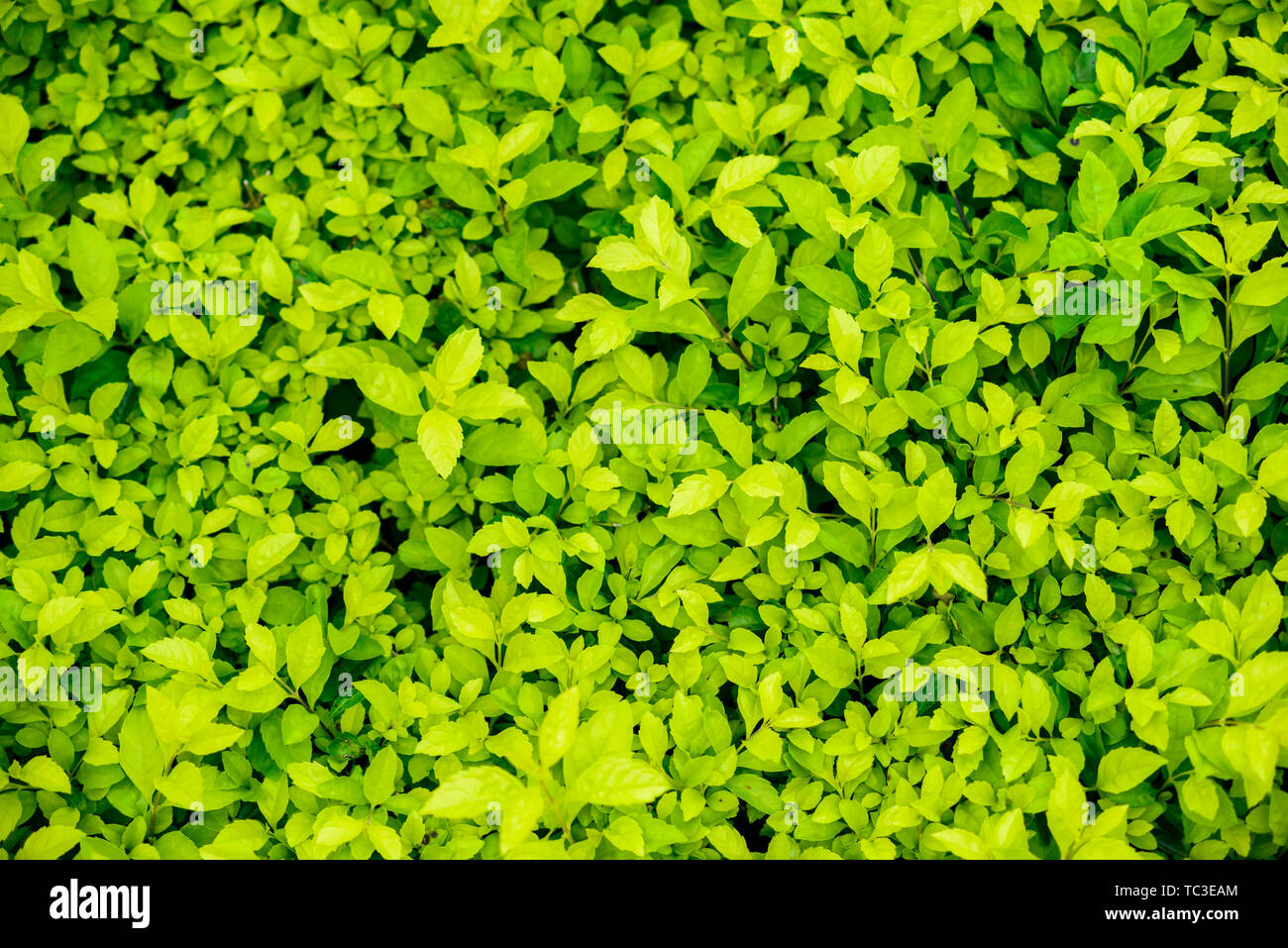 Pure-colored green plant leaf material Stock Photo - Alamy