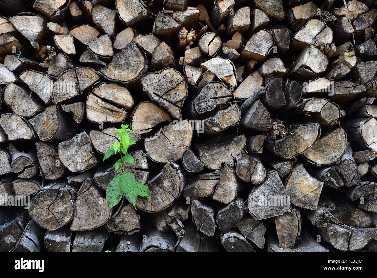 Freshmen hi-res stock photography and images - Alamy