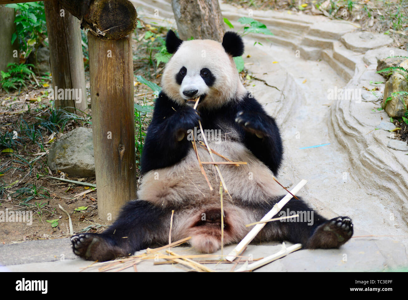 High-definition picture of safari animals Stock Photo - Alamy