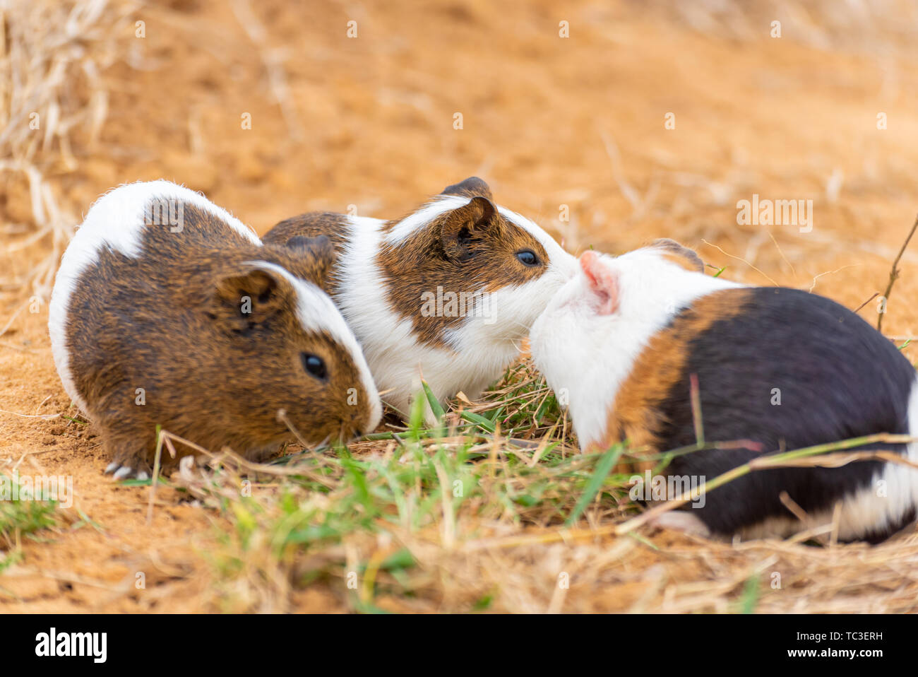 Three adorable guinea pigs in an outdoor clearing Stock Photo - Alamy