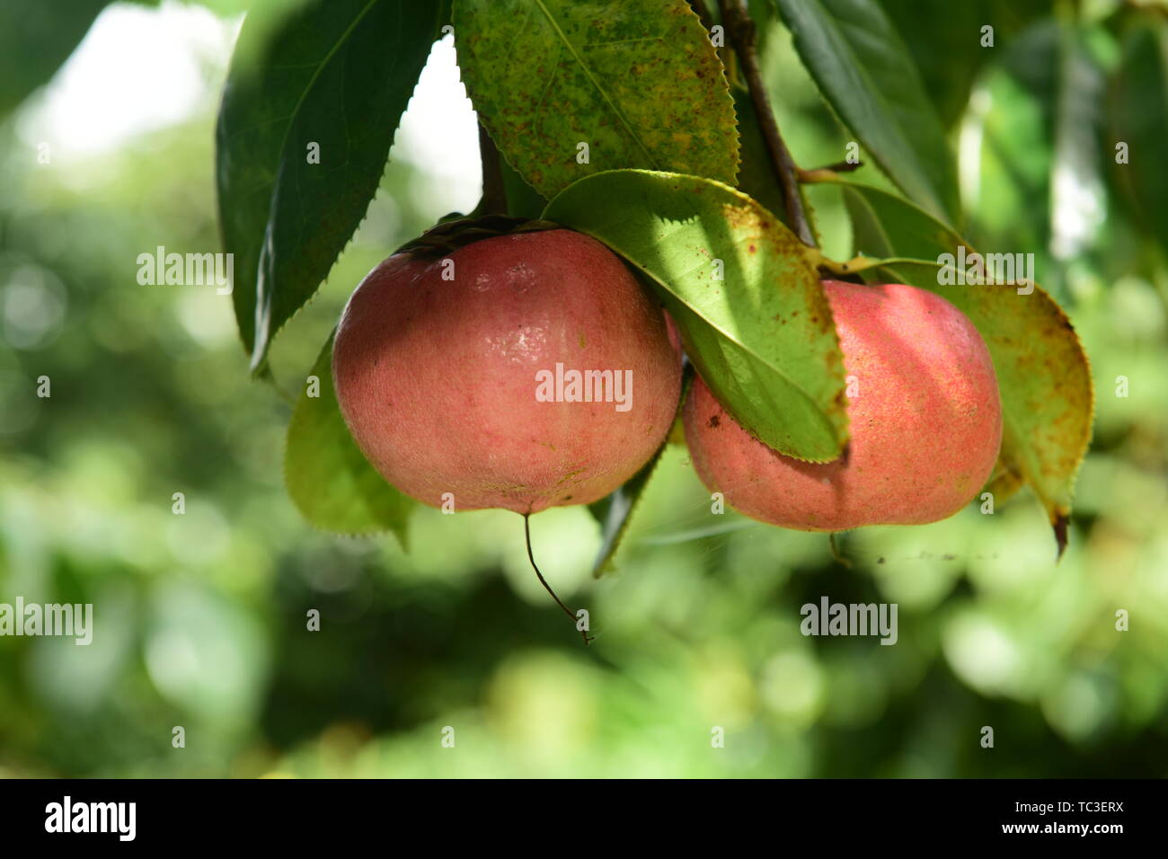 Oil tea, tea fruit Stock Photo - Alamy