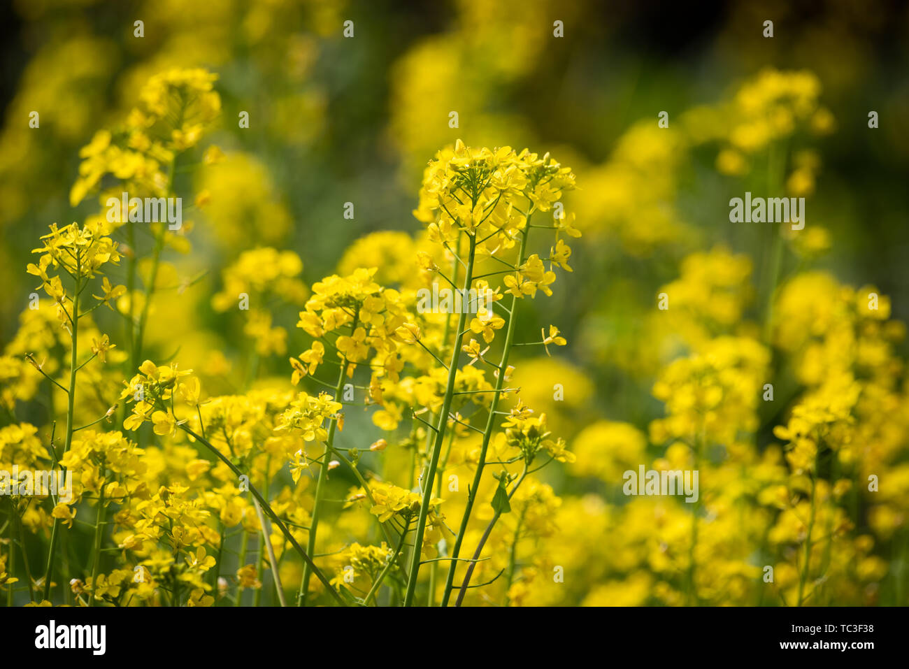 Rapeseed flower field Stock Photo - Alamy
