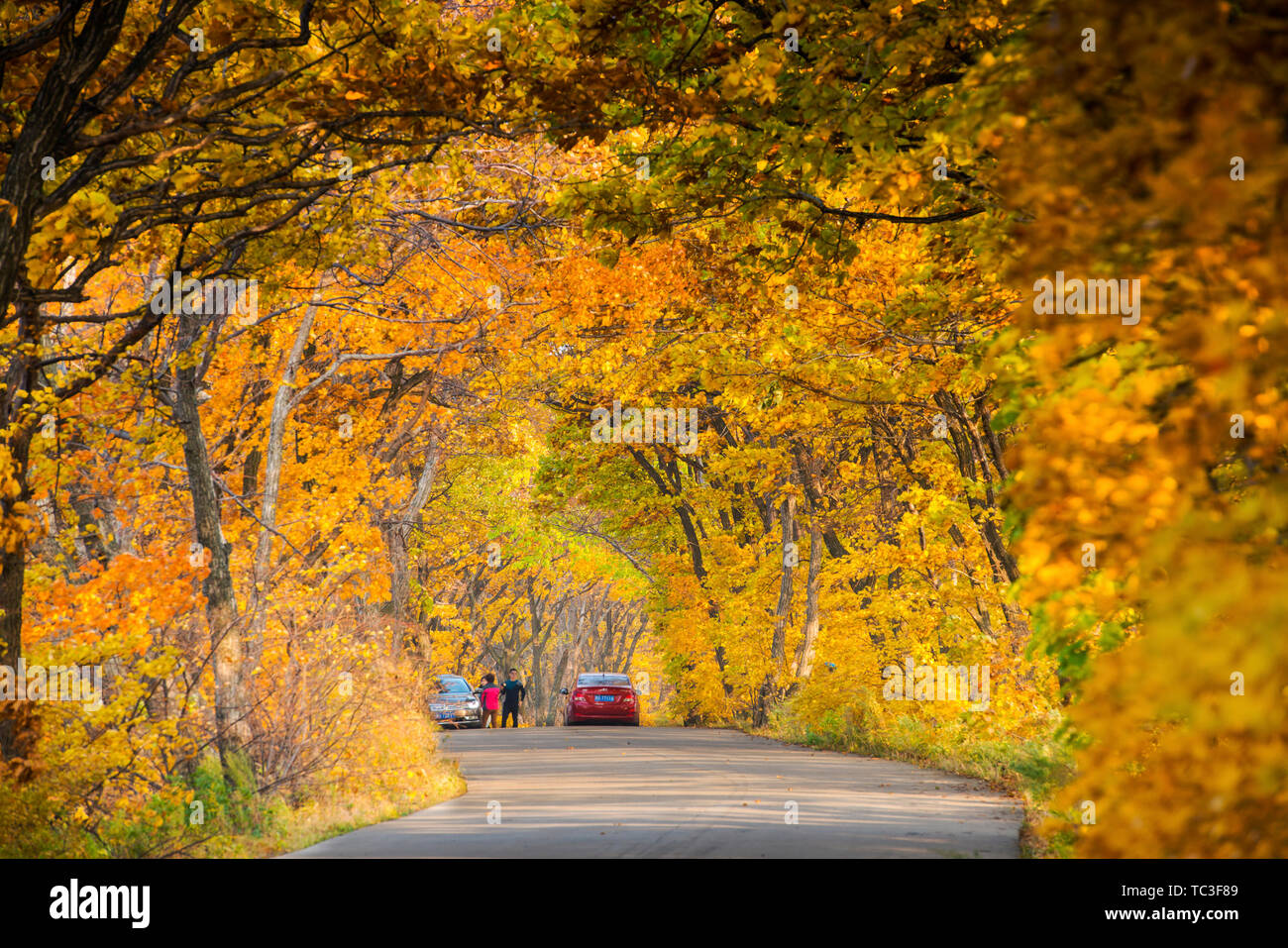 Sino-Russian border lake Xingkai lake autumn color Stock Photo - Alamy