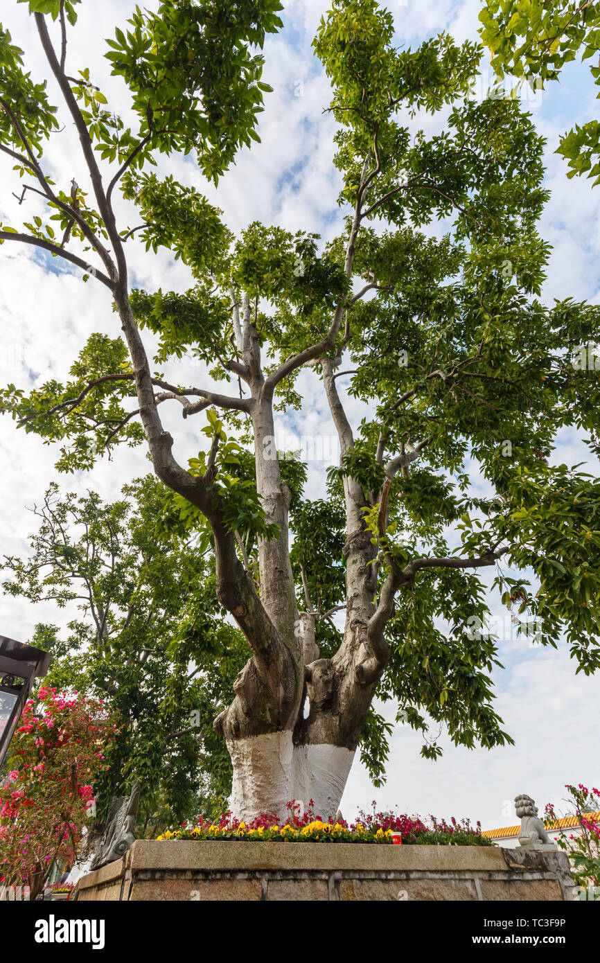 Tree trunks towering hi-res stock photography and images - Alamy