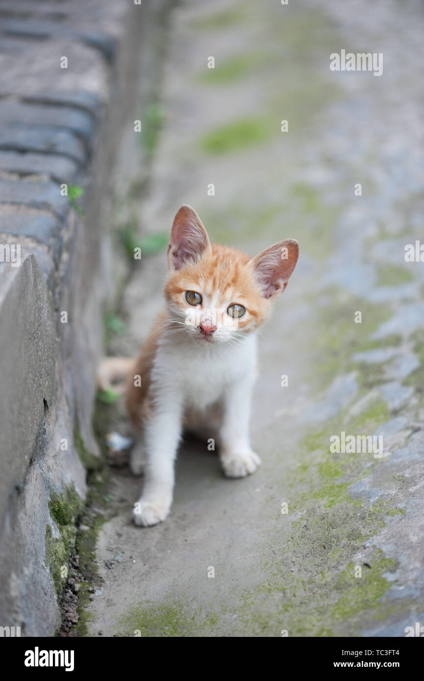 Funny small portraits of animals hi-res stock photography and images ...