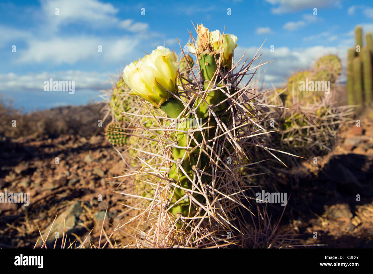 South America, South America, Argentina, Bolivia, cactus, cactus group ...