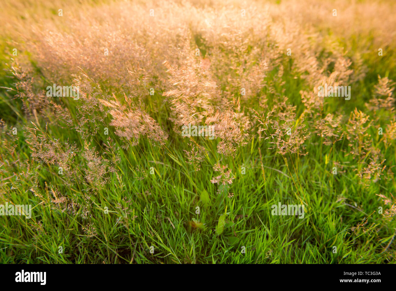 Original grass hi-res stock photography and images - Alamy