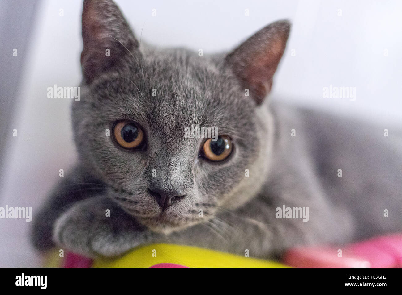 english blue cat Stock Photo - Alamy