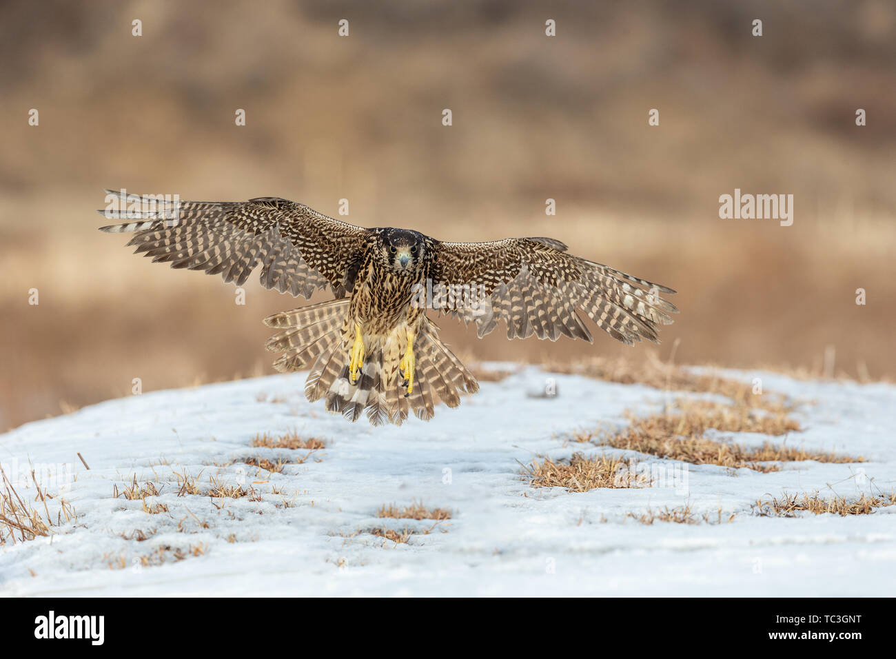 Peregrine falcons flying in the sun and snow Stock Photo - Alamy