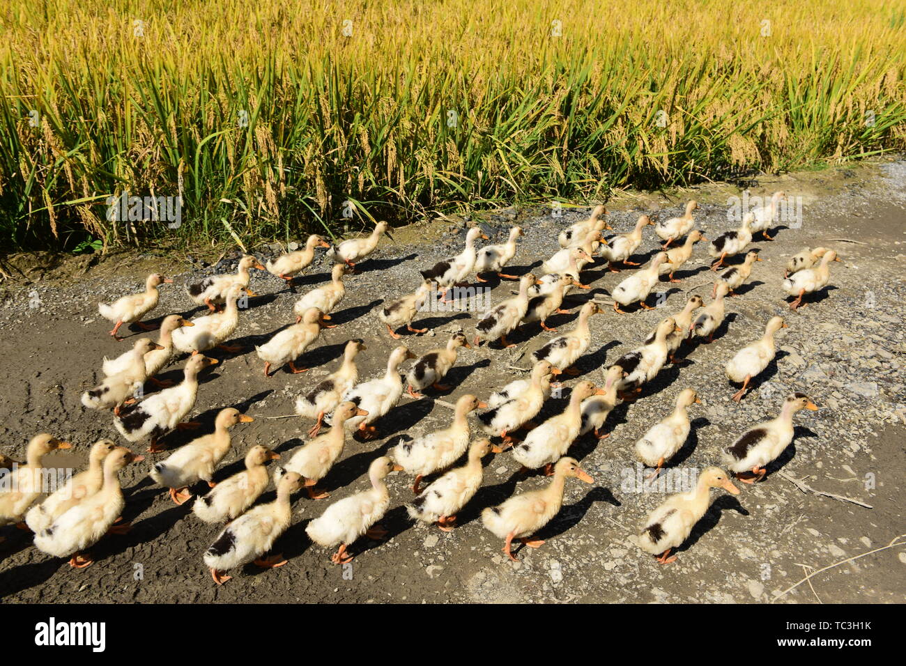 Spike ducks hi-res stock photography and images - Alamy