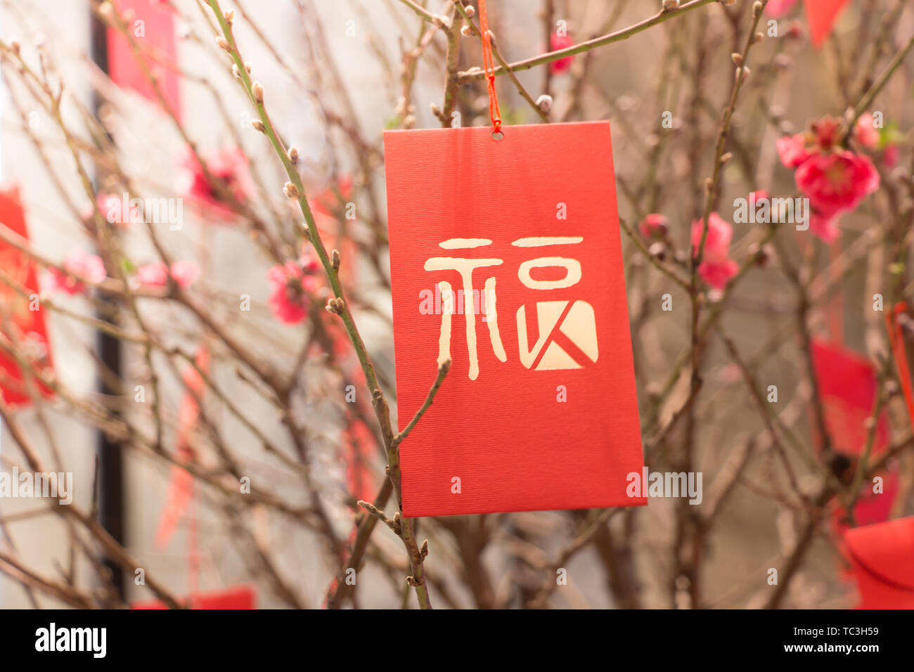 The red envelopes hanging on the peach blossom tree are sealed Stock ...