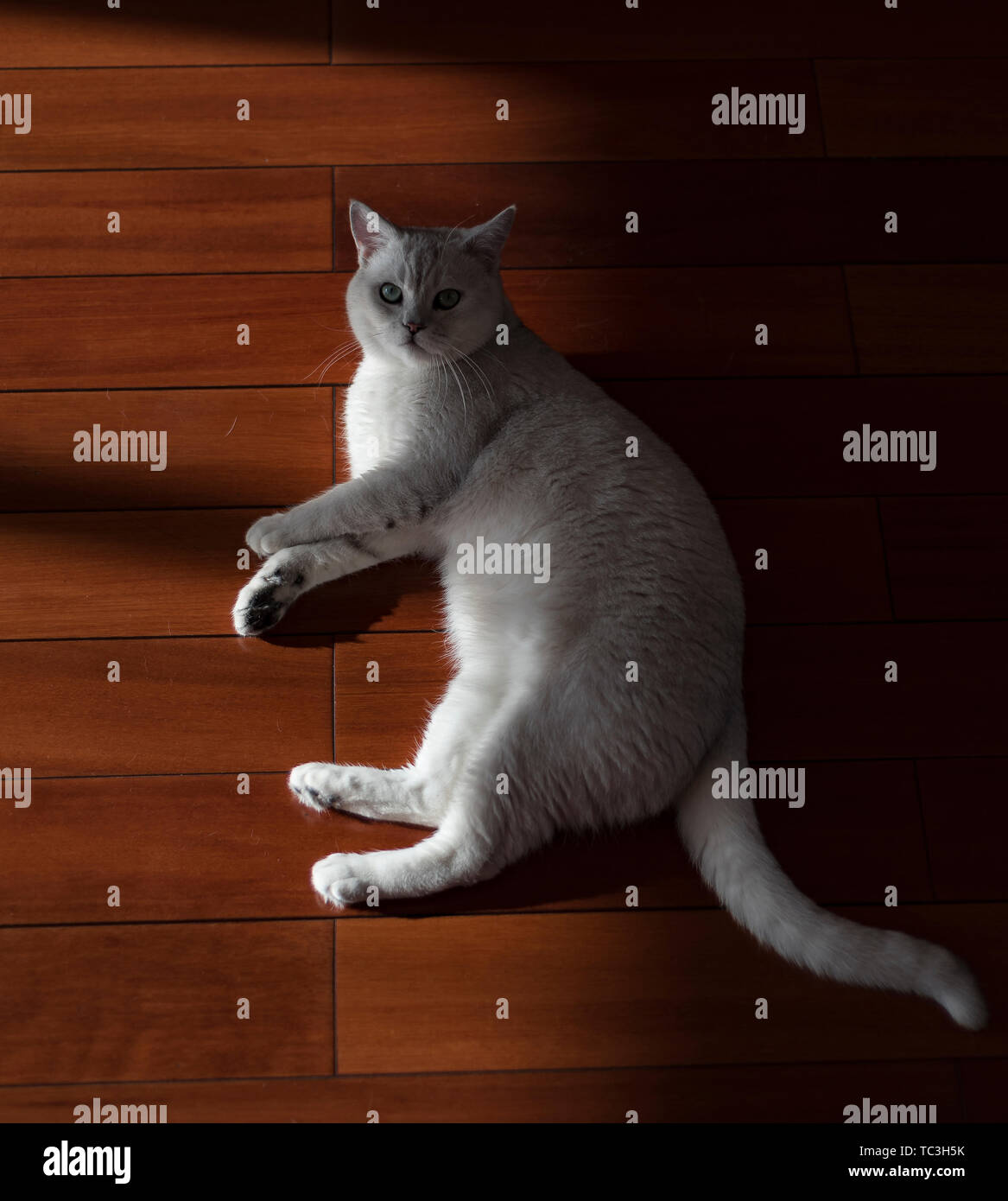 Cat short silver gradient Stock Photo - Alamy