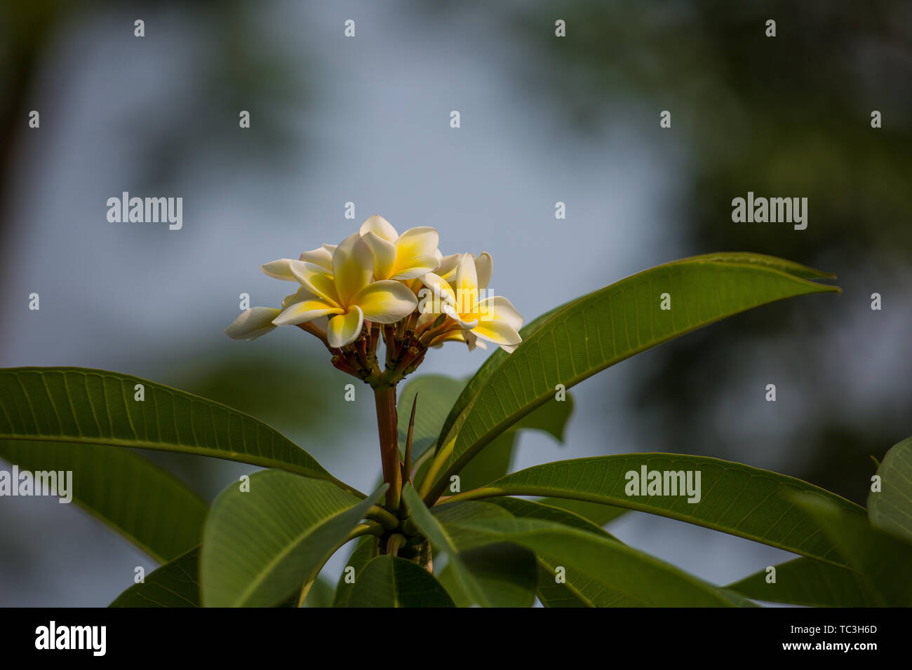Foreign flowers hi-res stock photography and images - Alamy