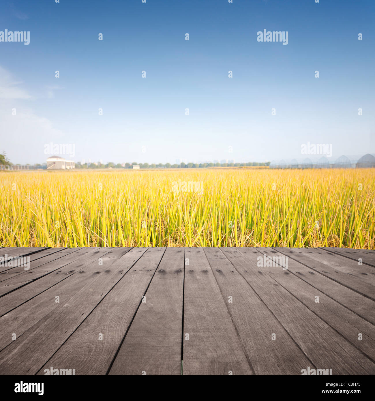 Rice field with boardboard Stock Photo - Alamy