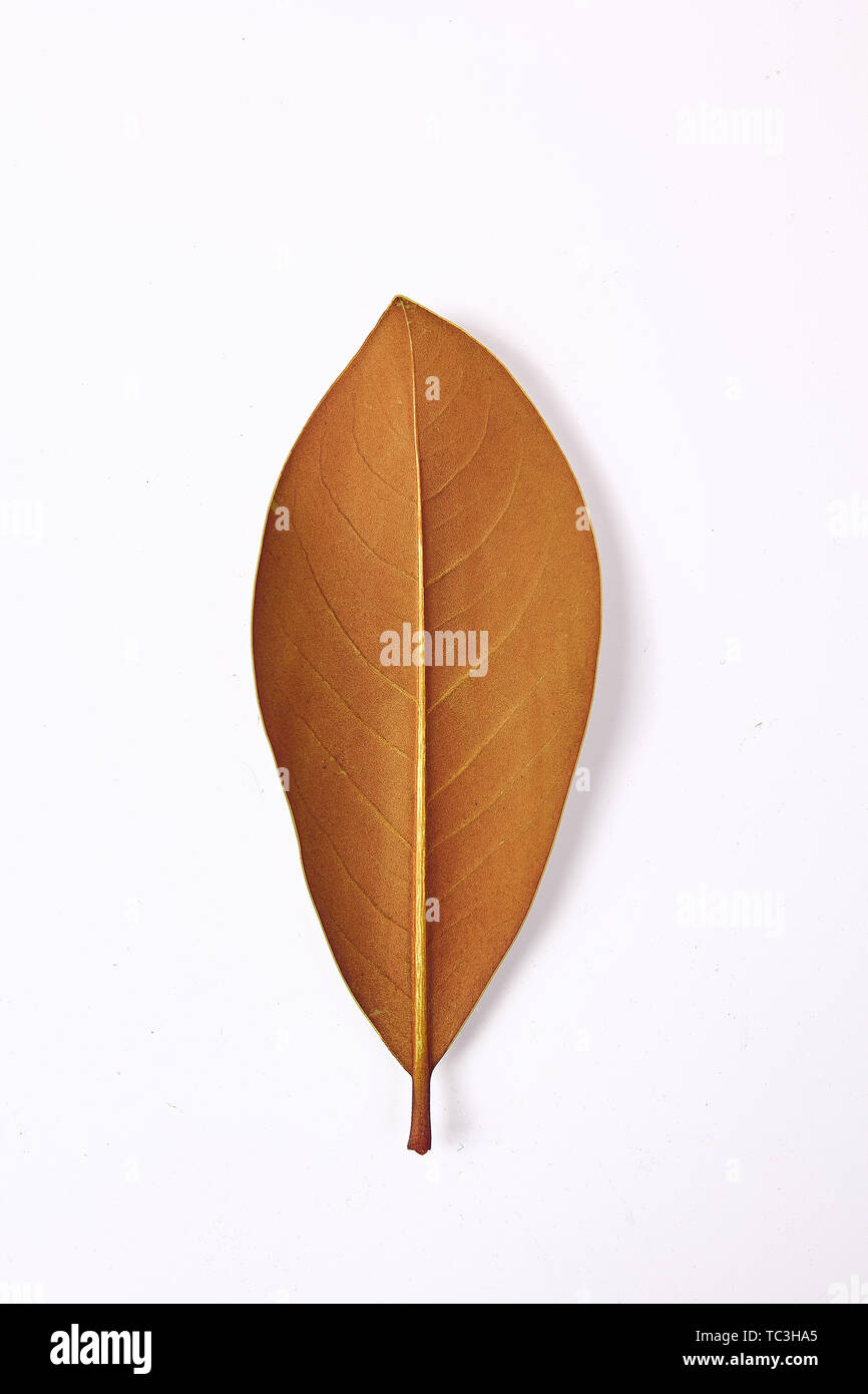 Individual leaves hi-res stock photography and images - Alamy