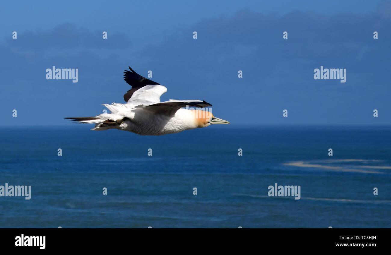 Photographed on Birds Island, Auckland, New Zealand Stock Photo - Alamy
