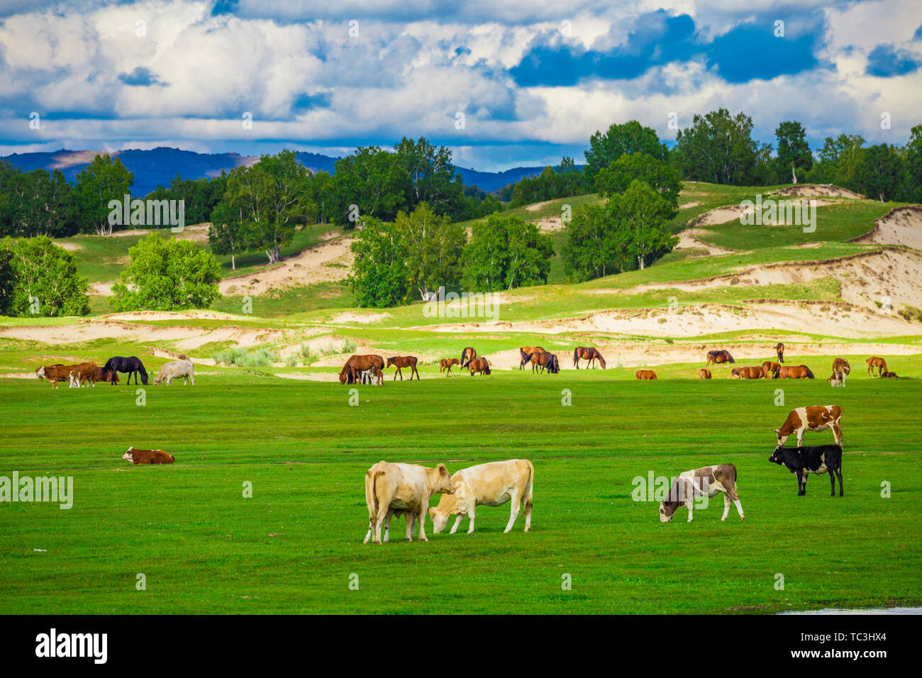 Lawn pastoral hi-res stock photography and images - Alamy