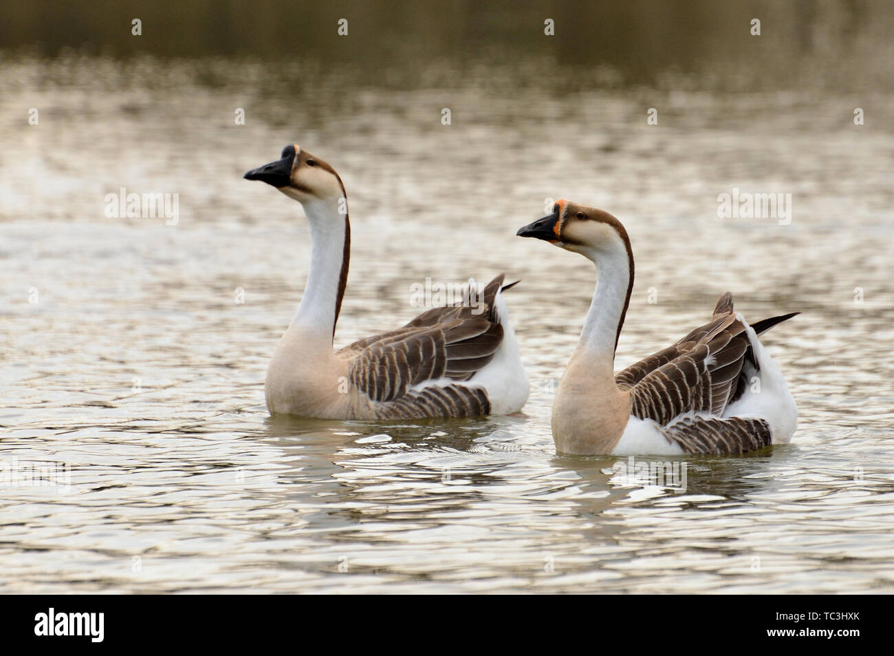 Goose in the water Stock Photo - Alamy