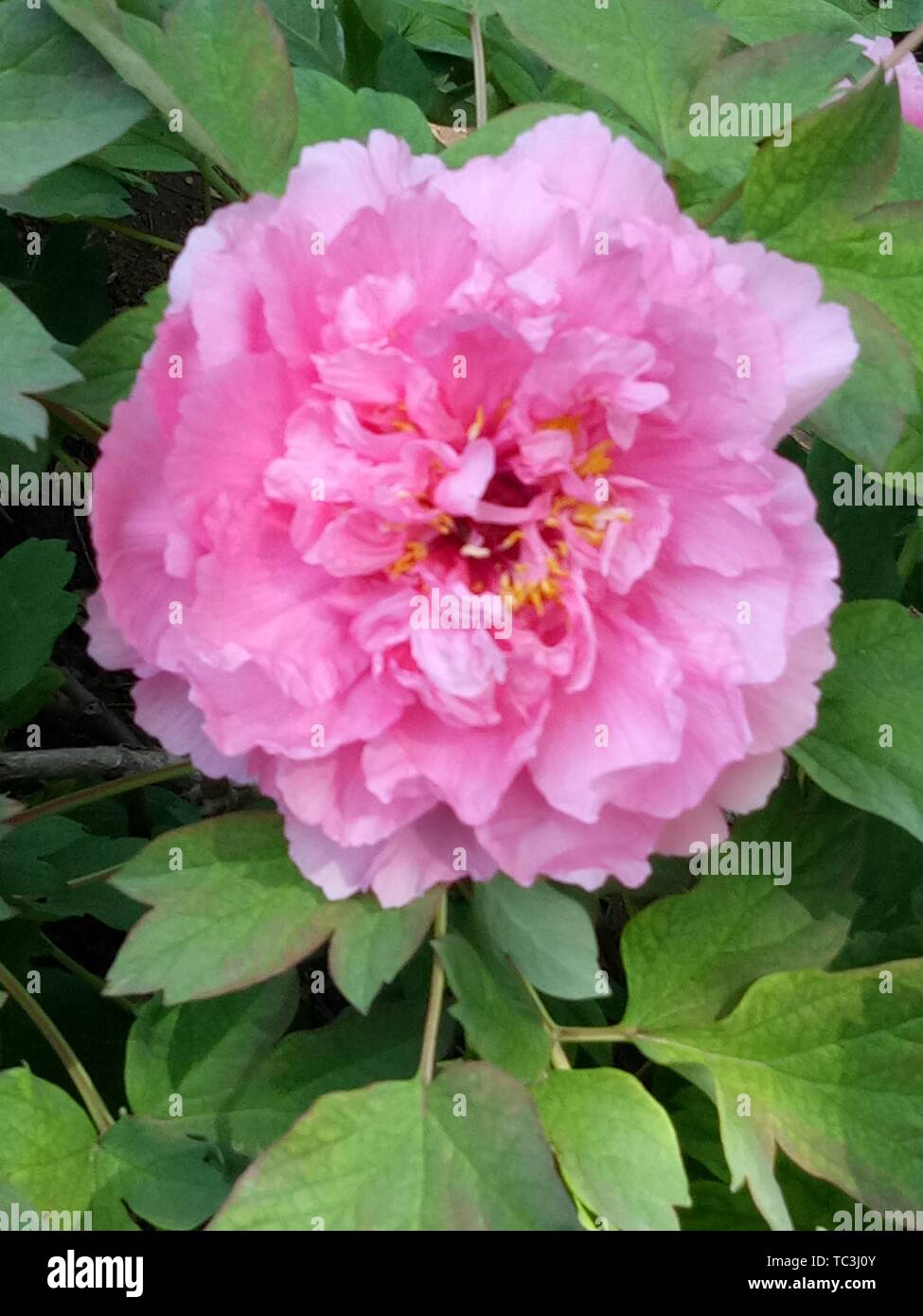 Peony Luoyang peony peony flowers bloom national color and fragrance ...