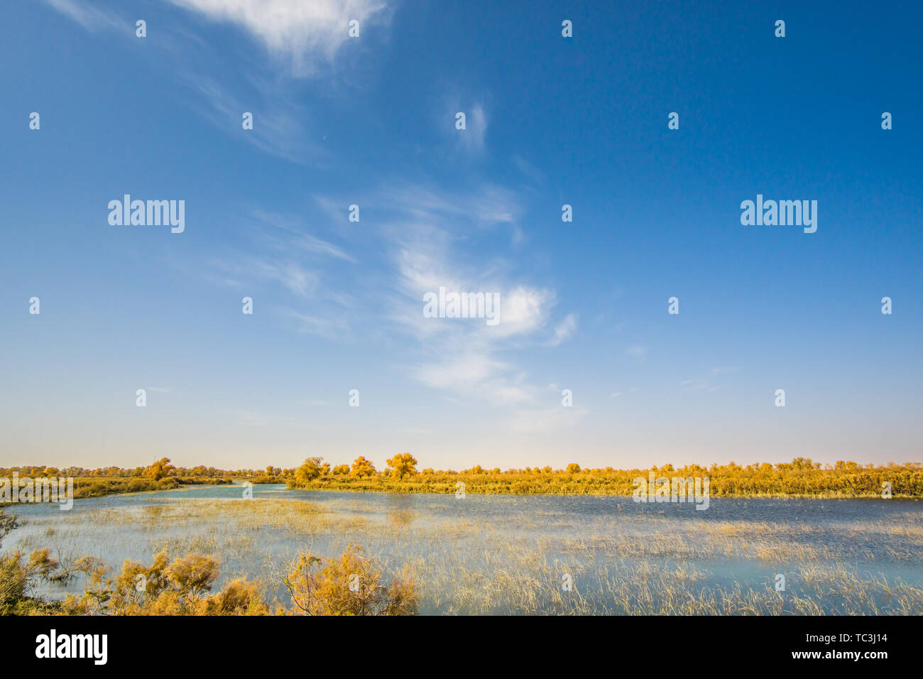 Poplar Lin, lake, reflection, beautiful scenery Stock Photo - Alamy