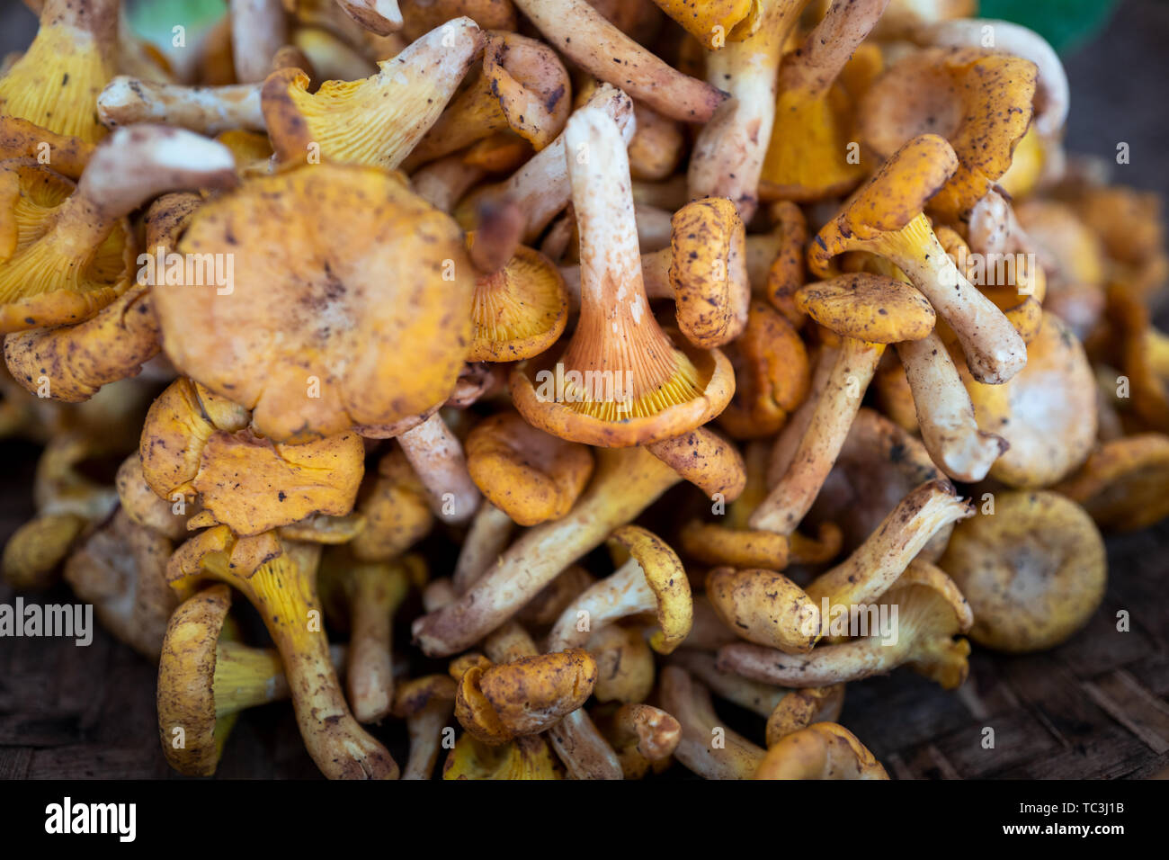 Fresh wild edible bacteria with dirt Stock Photo - Alamy