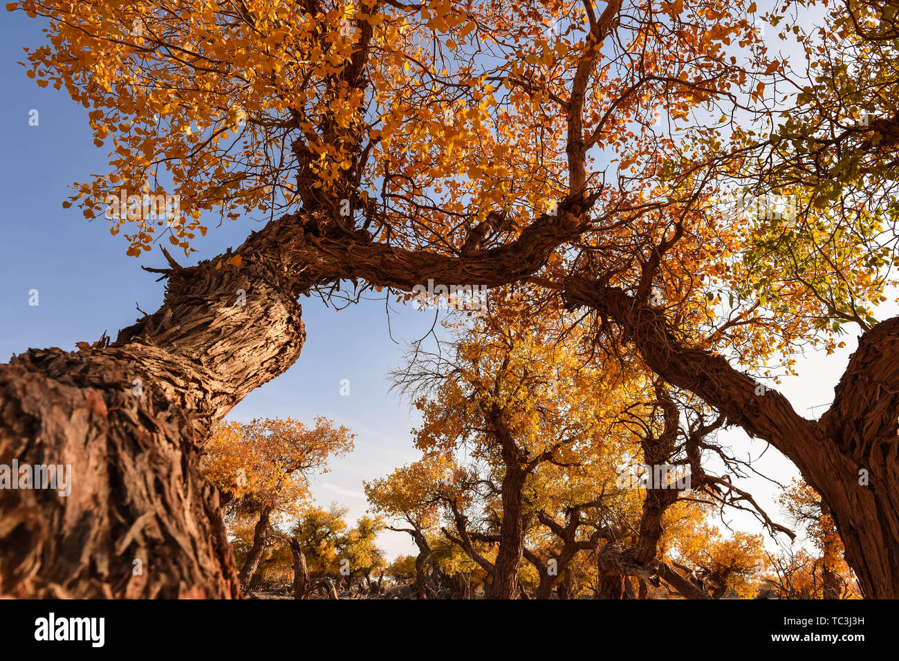 The most beautiful Hu Yang Lin Stock Photo - Alamy
