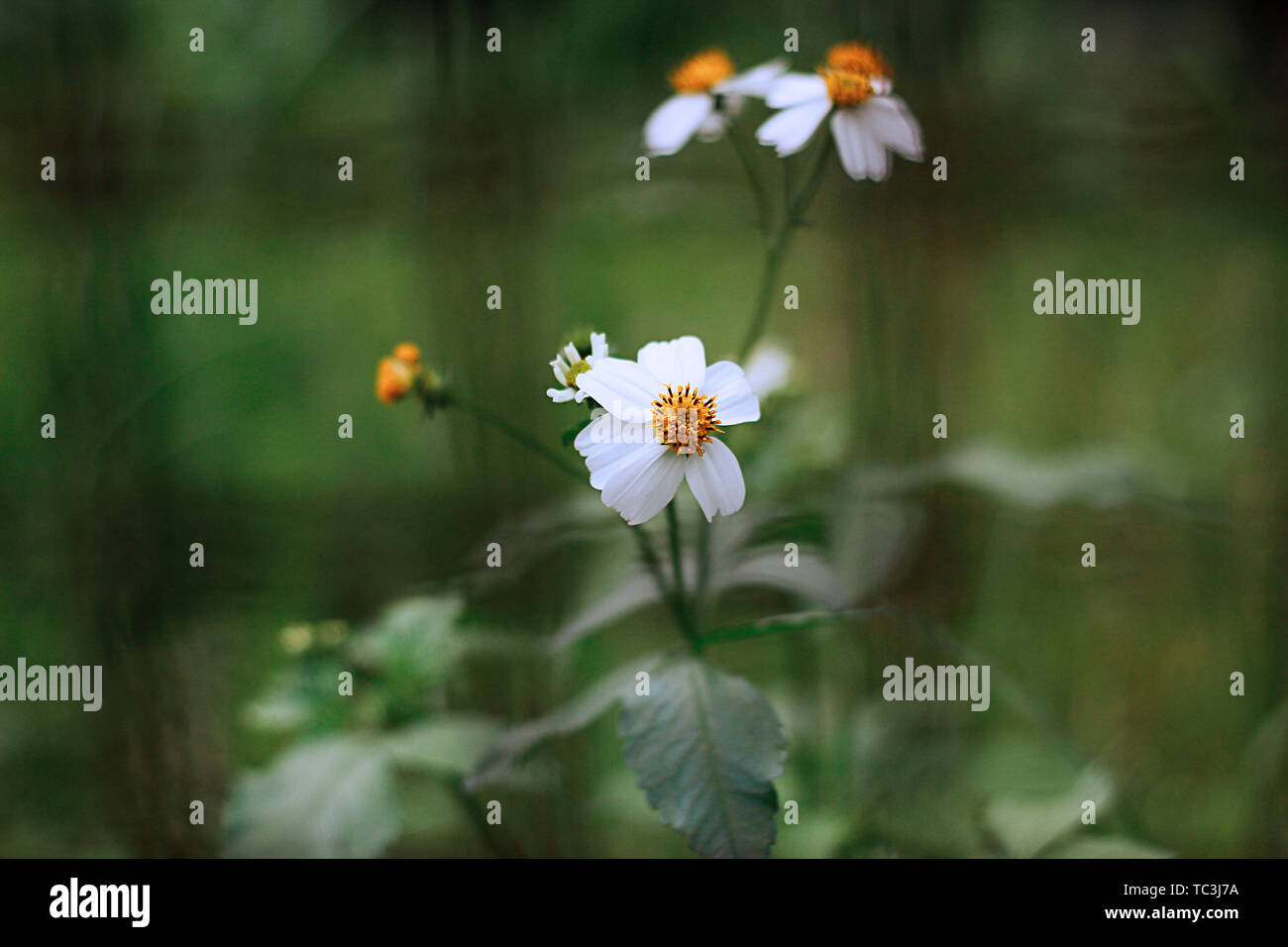 Clusters of delicate blooms hi-res stock photography and images - Alamy