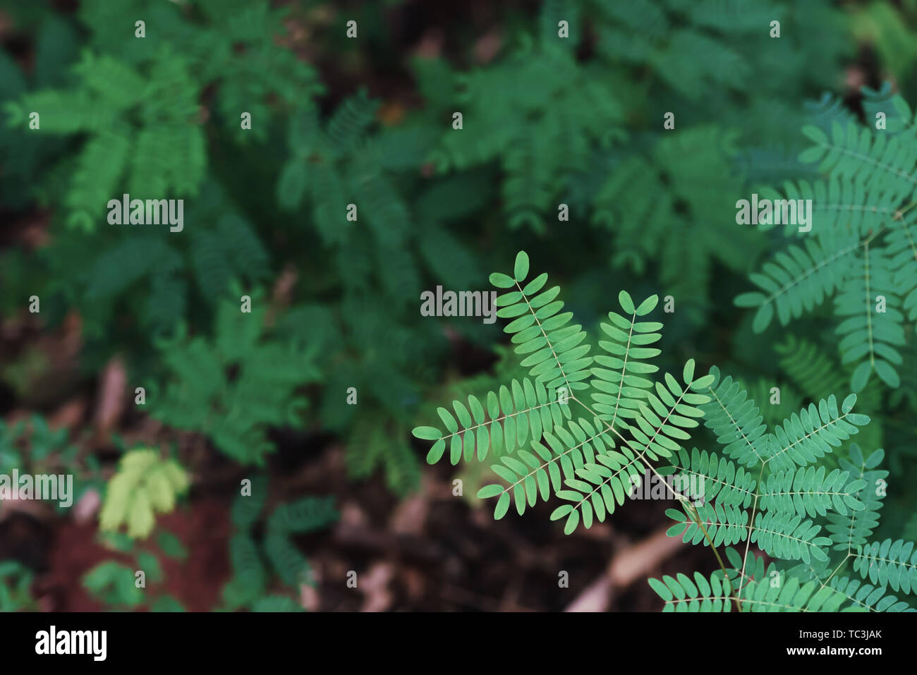 Ferns and angiosperms pteris true ferns hi-res stock photography and ...
