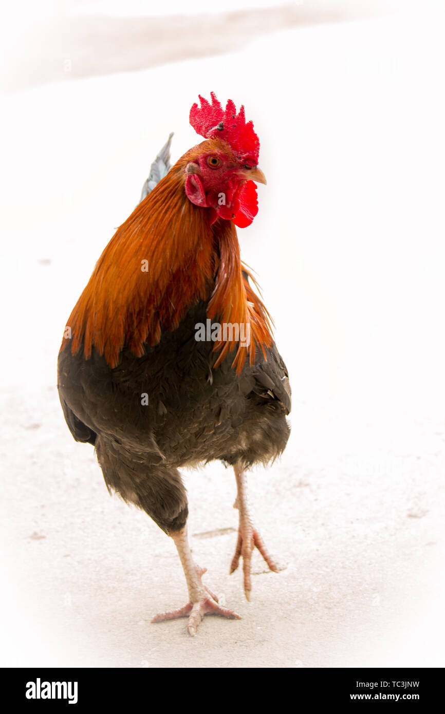 Rooster crown hi-res stock photography and images - Alamy