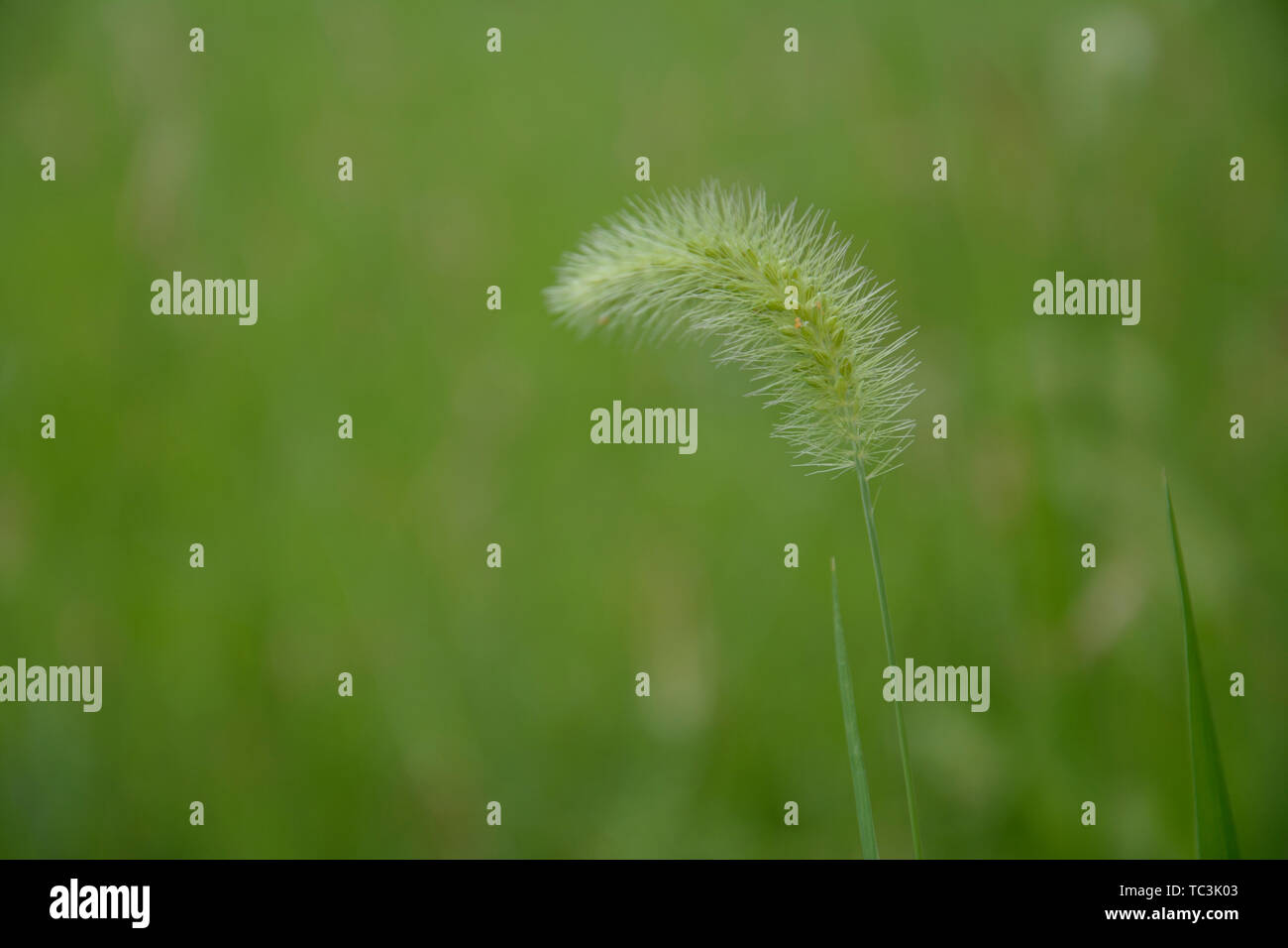 Green dog tail grass Stock Photo - Alamy