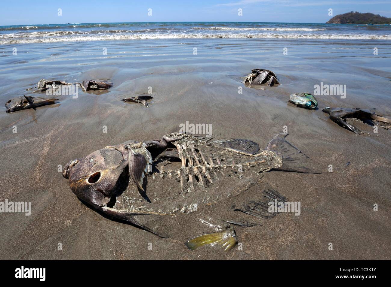 Washed up dead fish hi-res stock photography and images - Alamy