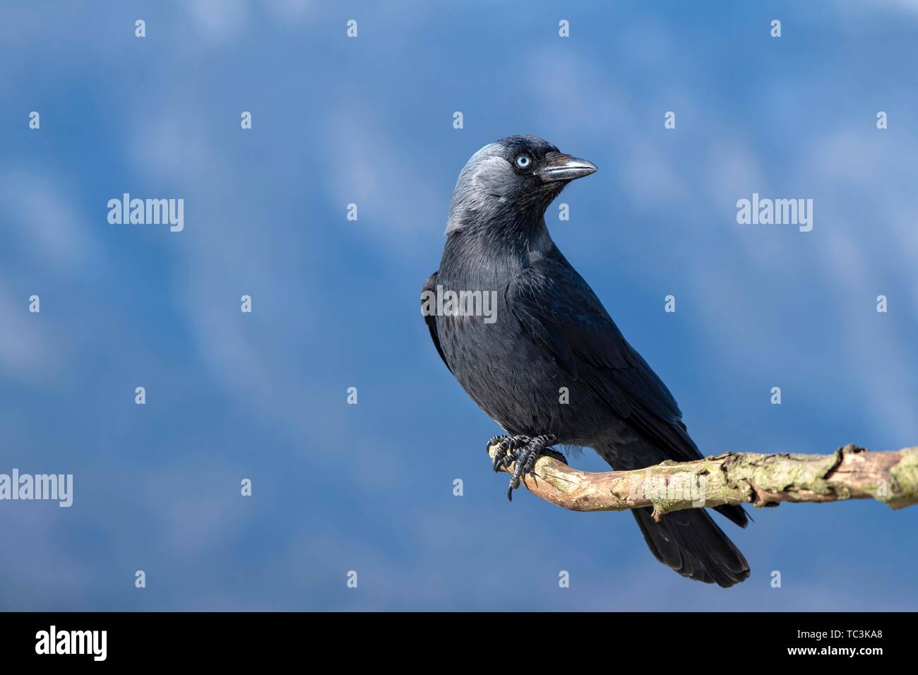 Western jackdaw (Corvus monedula) sits on a branch, Tyrol, Austria ...
