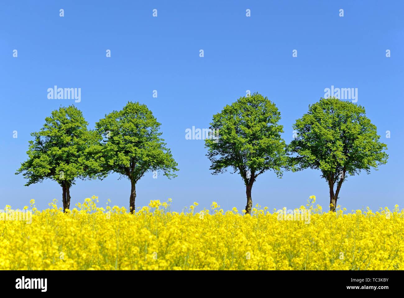 Linden trees (Tilia), tree row behind a flowering Rape field (Brassica ...