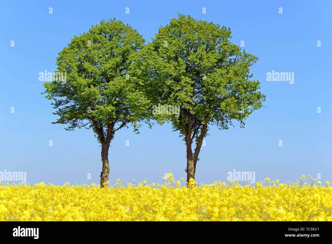 Linden trees (Tilia), two trees behind a flowering Rape field (Brassica ...