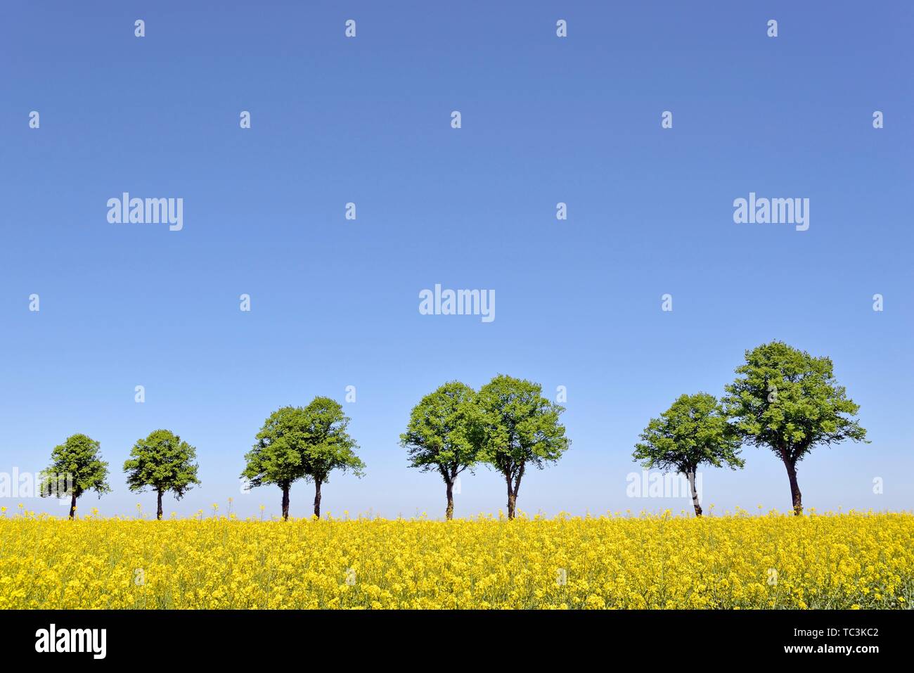 Linden trees (Tilia), tree row behind a flowering Rape field (Brassica ...