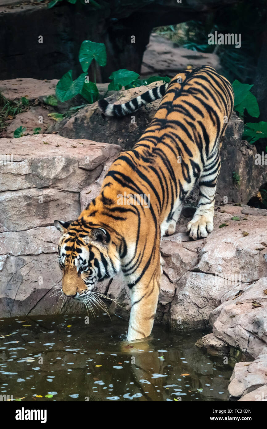 Tiger worms hi-res stock photography and images - Alamy