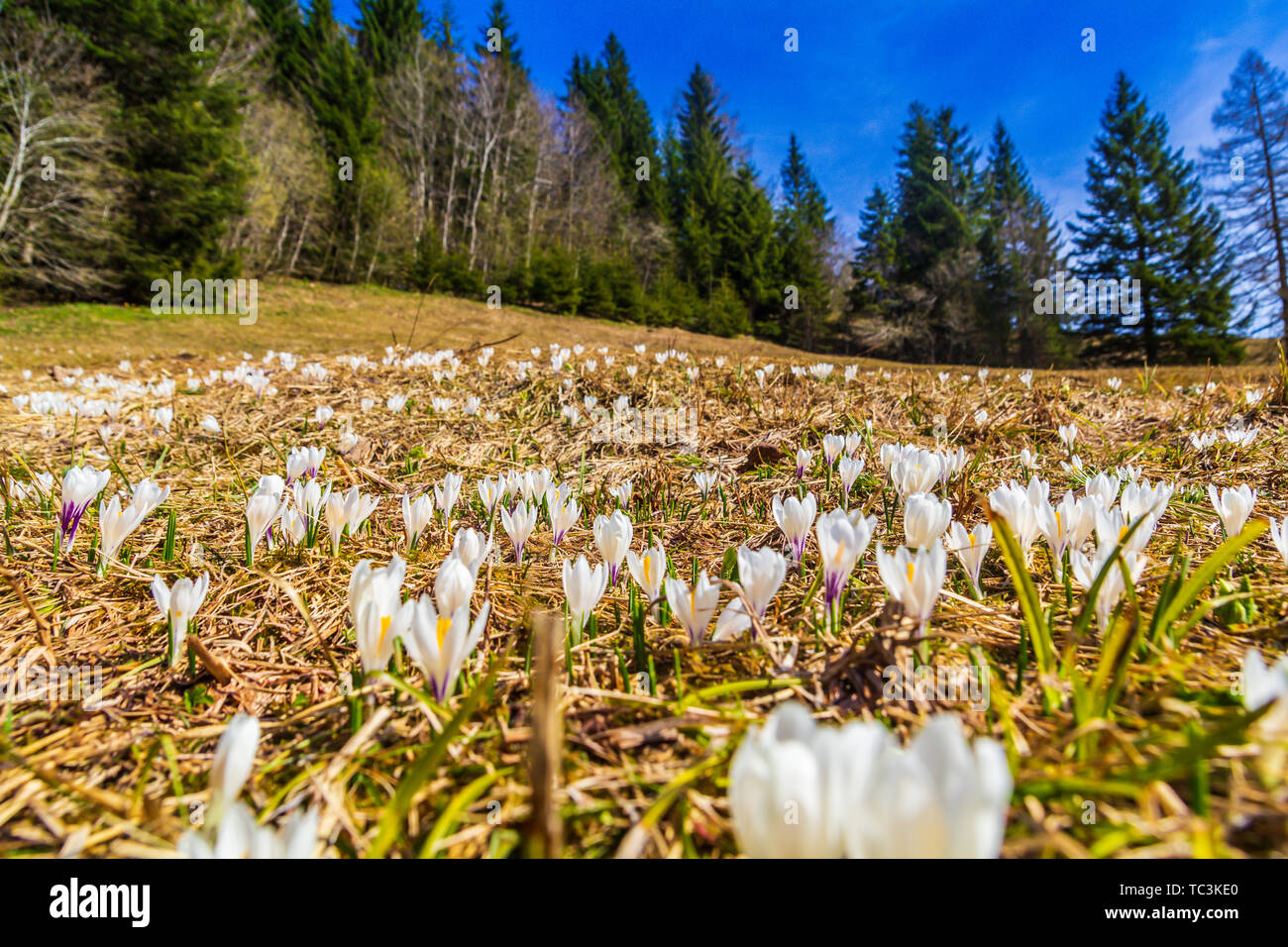 White crocus flowers blooming on the spring meadow Stock Photo - Alamy