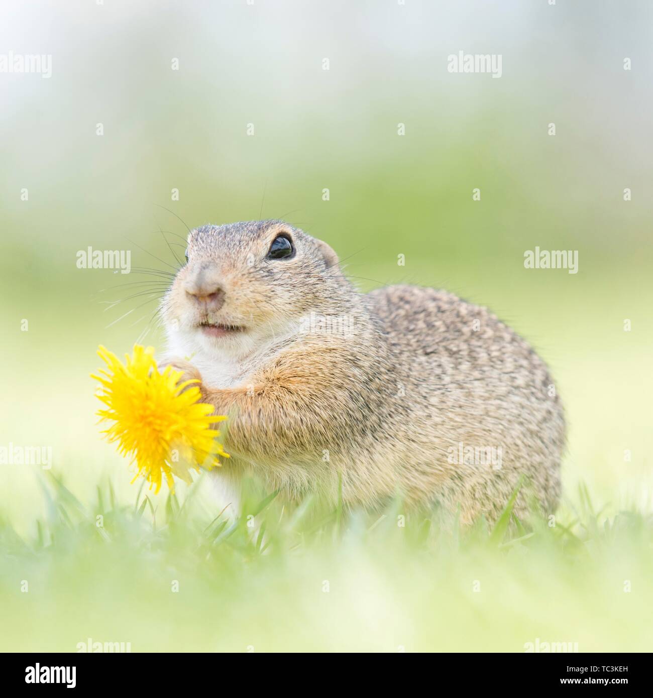 Suslik spermophilus citellus eats dandelion hi-res stock photography ...