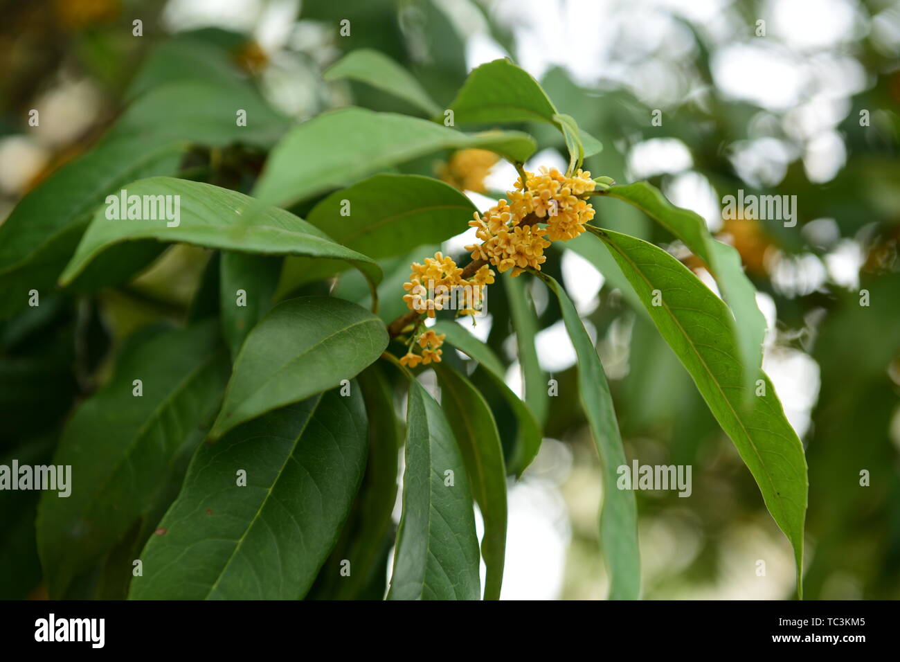 Golden osmanthus hi-res stock photography and images - Alamy