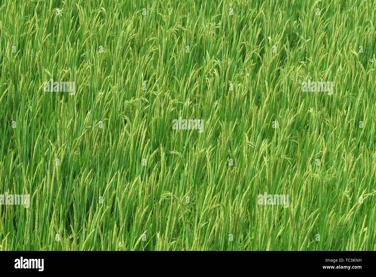 Rice spikes and rice grains hi-res stock photography and images - Alamy