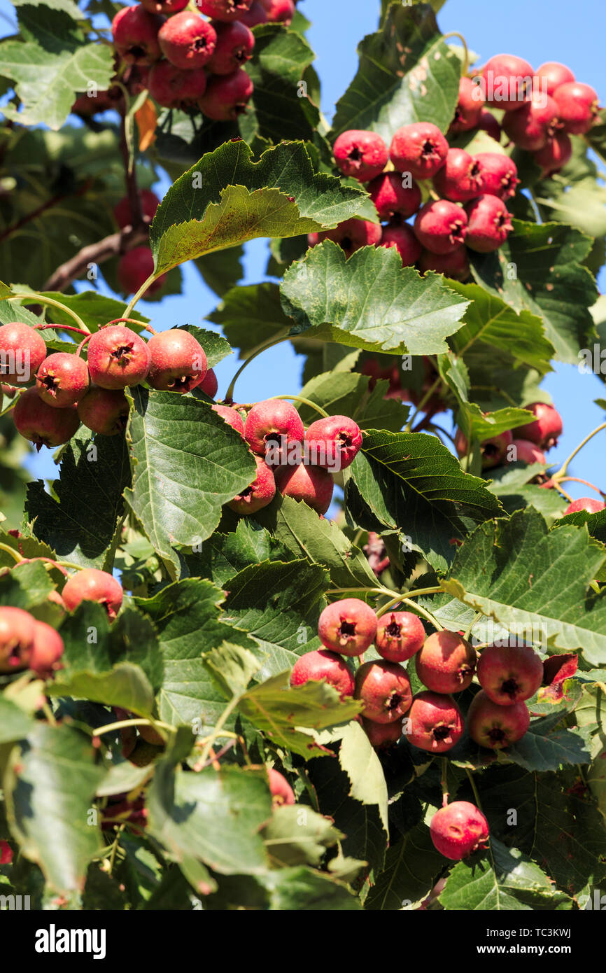 The ripe hawthorn fruit on the tree Stock Photo - Alamy