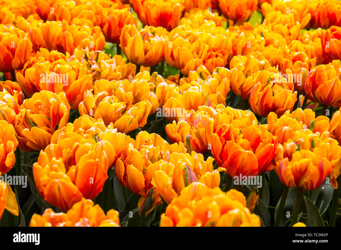 Super color in a flower hi-res stock photography and images - Alamy
