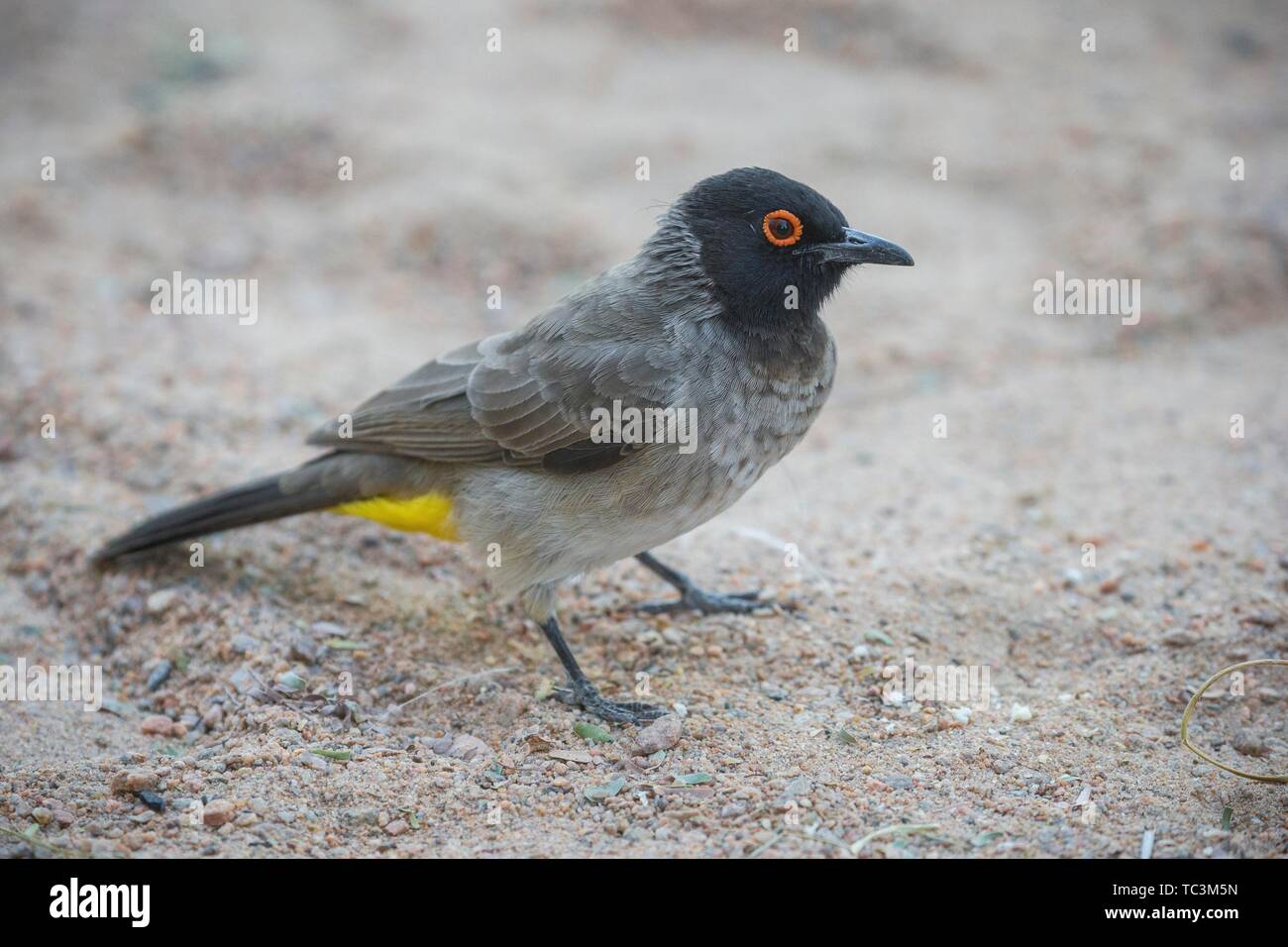 African red-eyed bulbul (Pycnonotus nigricans) on ground, Kaokoveld ...