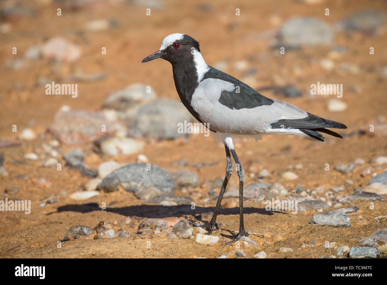 Blacksmith plover (Vanellus armatus), Kaokoveld, Namibia Stock Photo ...