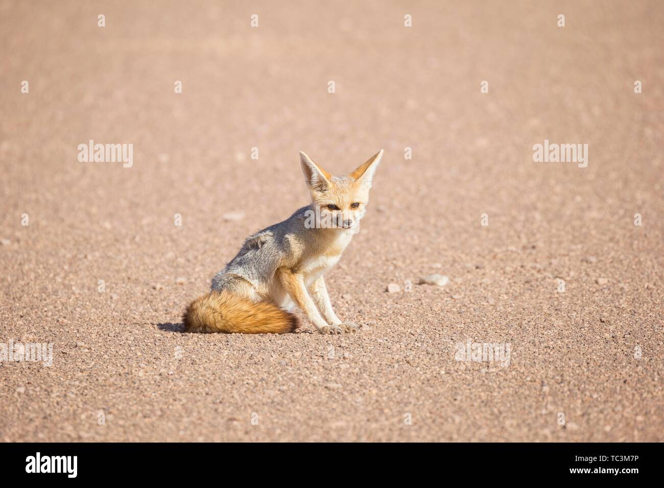 Fennec fox (Vulpes zerda), sitting in dry Hoanib river valley ...
